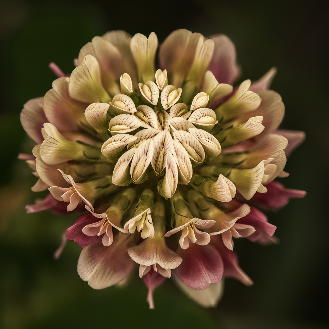 Wildflowers - Carolyn Kaye Sellars